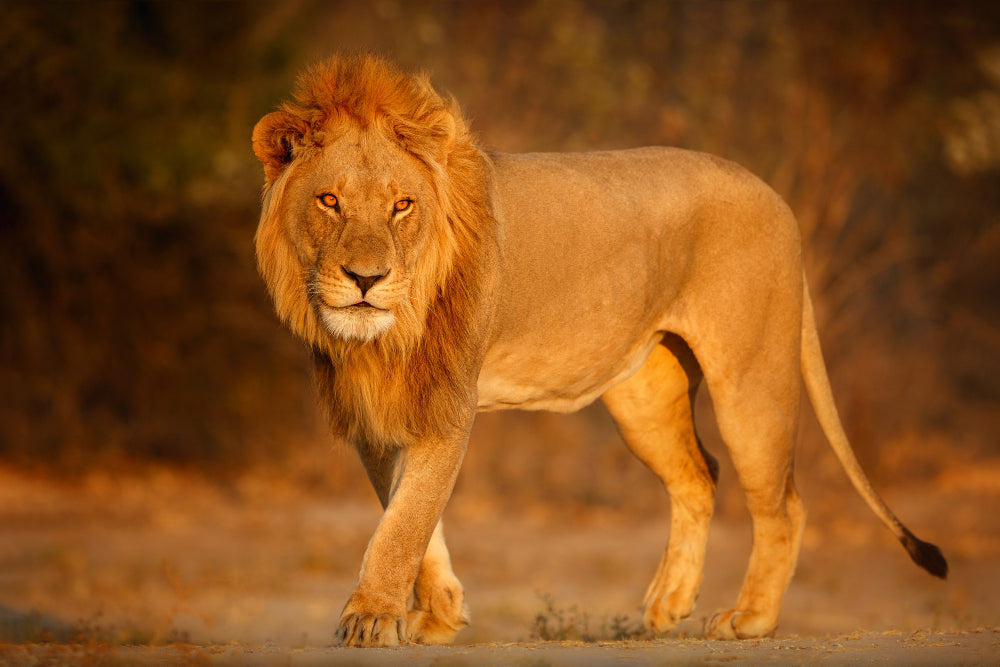 What obligate carnivore REALLY means for your cat… – Birdie & Louie